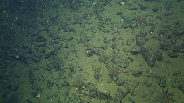 Deep-Ocean Seamount Digital