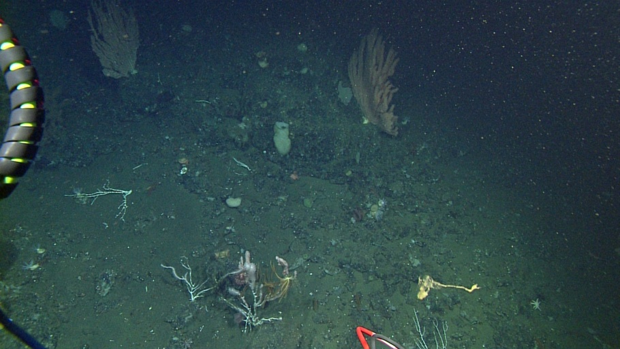Deep-Ocean Seamount Digital