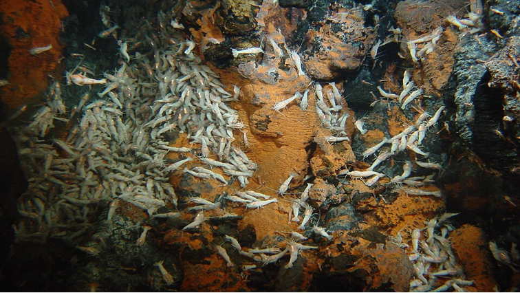 Deep-Ocean Seamount Digital