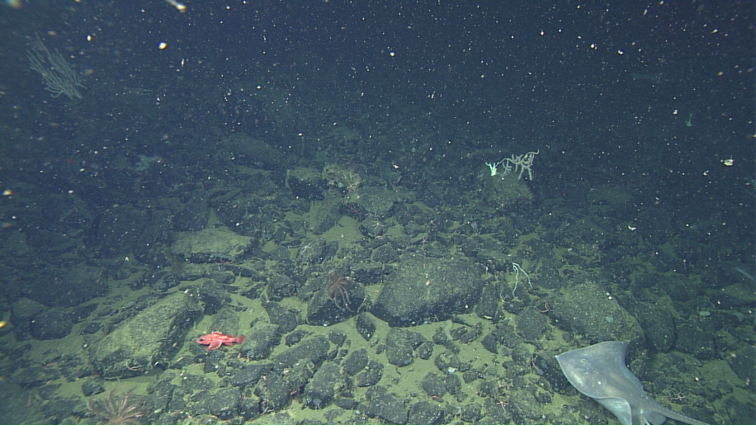 Deep-Ocean Seamount Digital